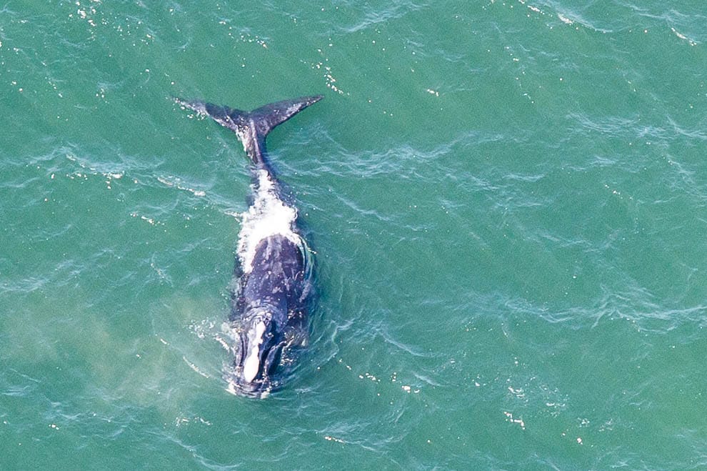 Have You Seen the Whales on Nantucket? | Nantucket.net Blog