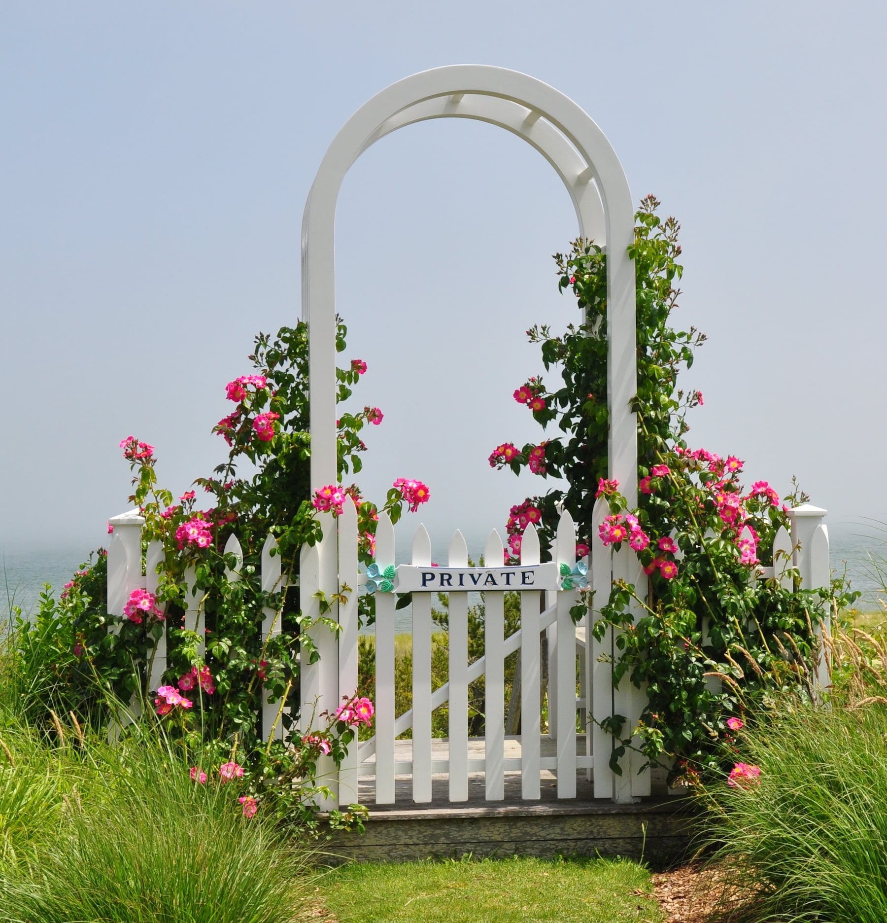 Stop & Smell the Roses in Sconset on Nantucket Island