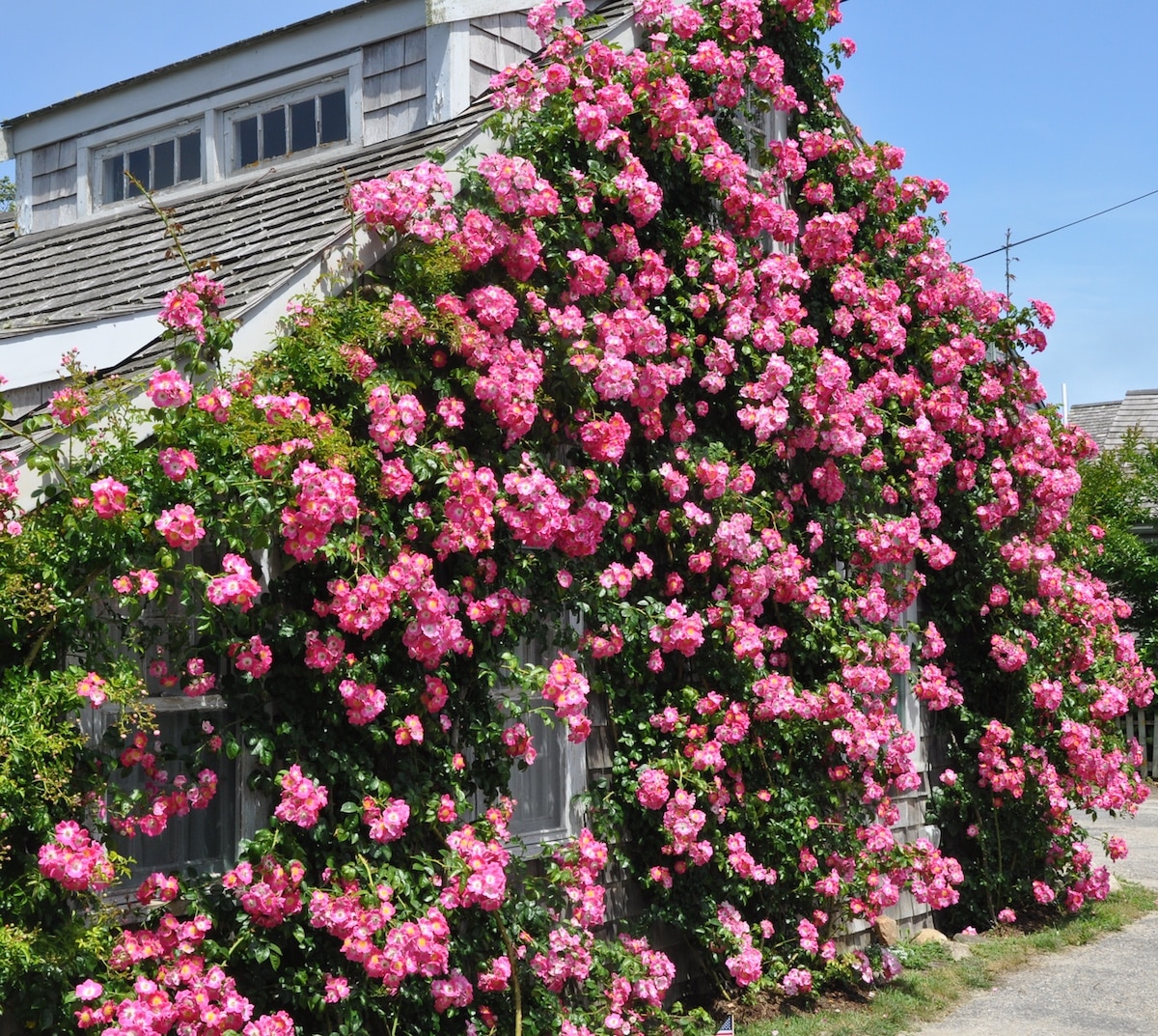 Stop & Smell the Roses in Sconset on Nantucket Island