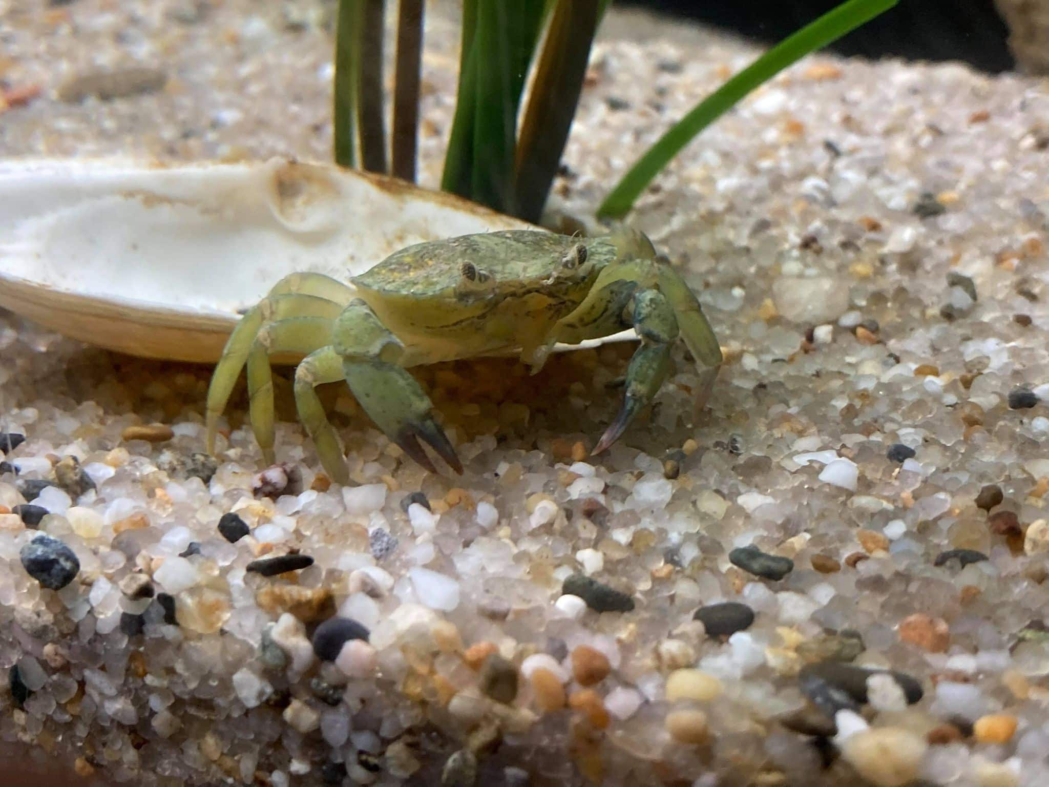Second Annual Nantucket Green Crab Week | Nantucket.net Blog