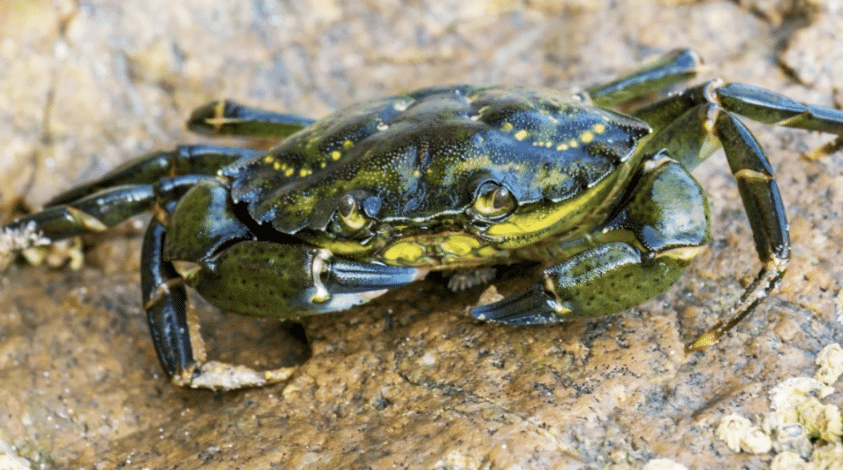 Community Action on a Nantucket Invasion: Green Crab Week | Nantucket ...